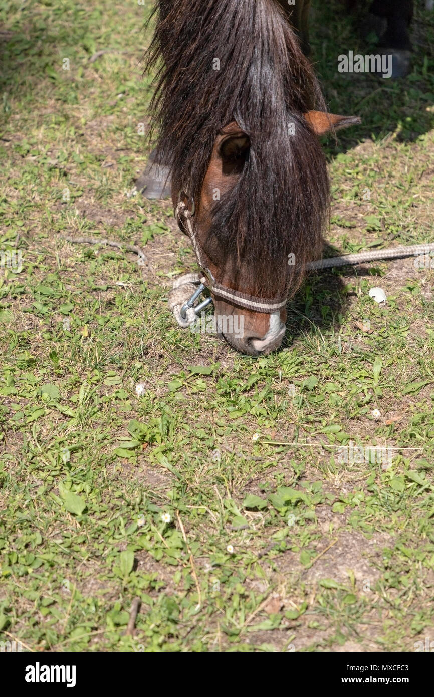 Hungry eating chewing hi-res stock photography and images - Alamy