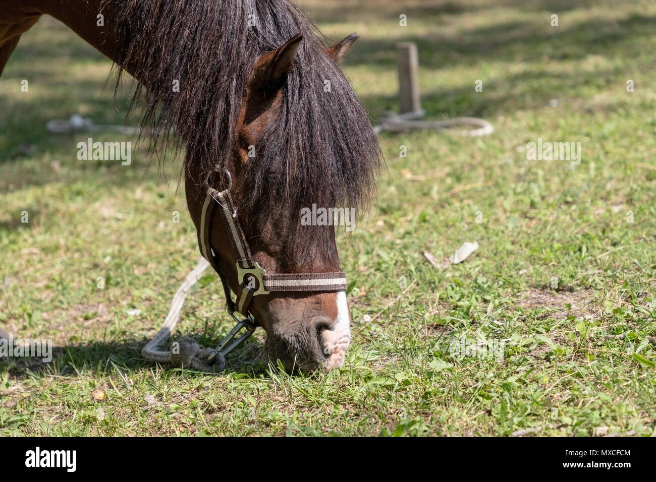 Hungry horse eating grass on a sunny day Stock Photo - Alamy