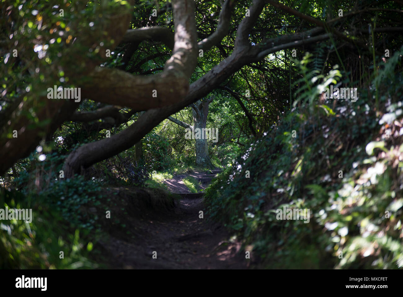 Lonely path hi-res stock photography and images - Alamy