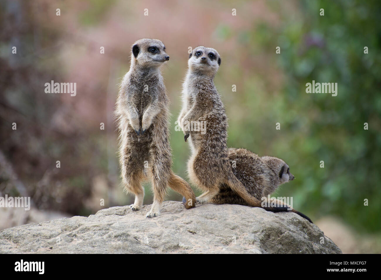 Meerkats on guard in Jersey zoo Stock Photo - Alamy