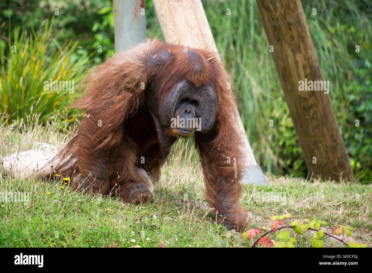 Alpha male orangutan hi-res stock photography and images - Alamy