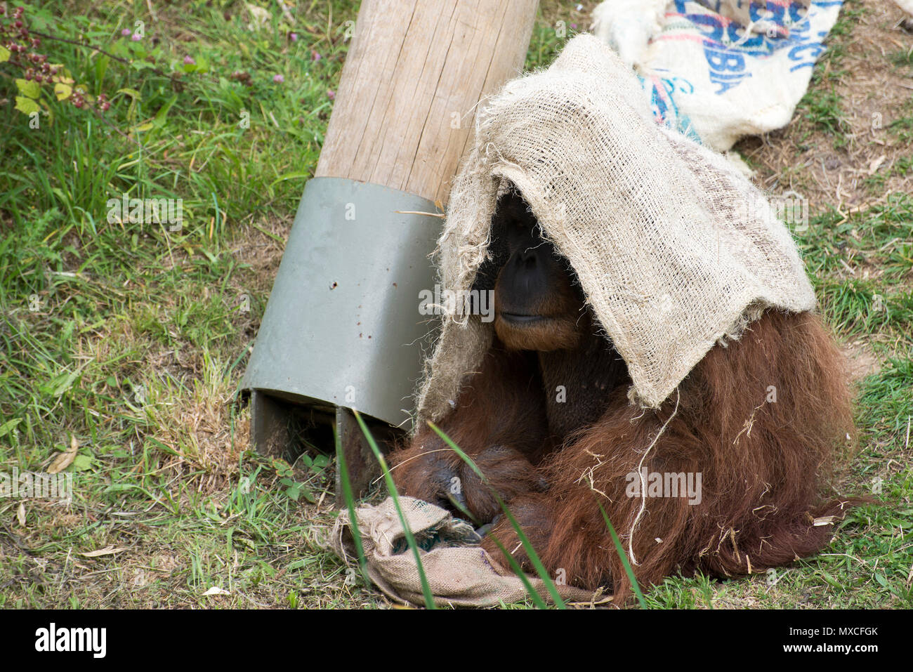 orangutan hiding under a sack Stock Photo - Alamy