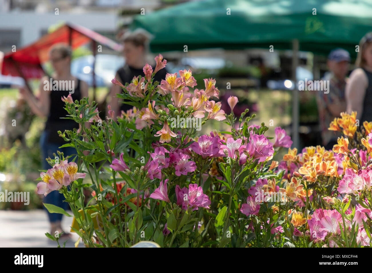 Mix of beautiful flowers at the market Stock Photo - Alamy