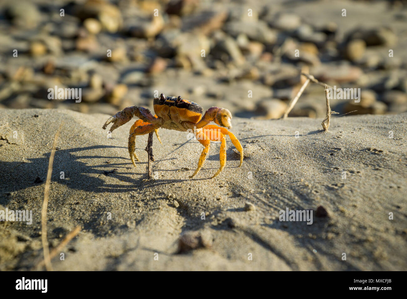 Smiling crab hi-res stock photography and images - Alamy