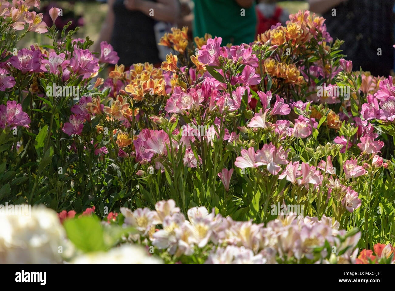 Mix of beautiful flowers at the market Stock Photo - Alamy