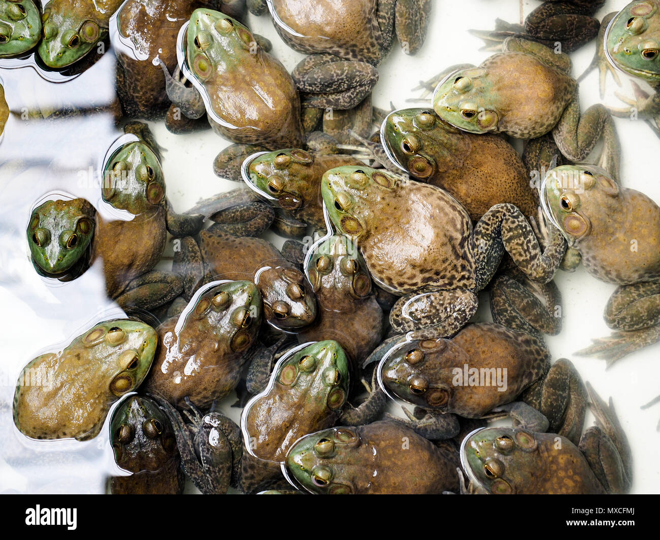 Frogs farm hi-res stock photography and images - Alamy