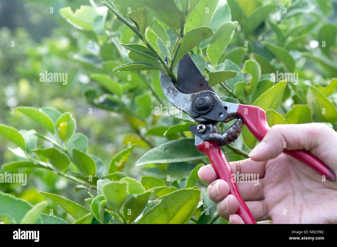 Gardener pruning trees with pruning shears on nature background Stock ...