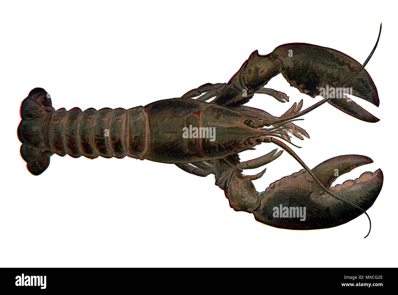 . English: RAmerican lobster, Homarus americanus. Rotated version of ...