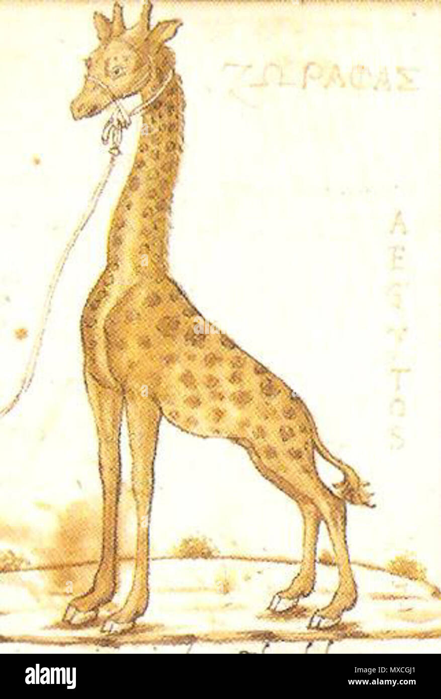 . English: Giraffe. From Cyriacus of Ancona's Egyptian Voyage. 15th ...