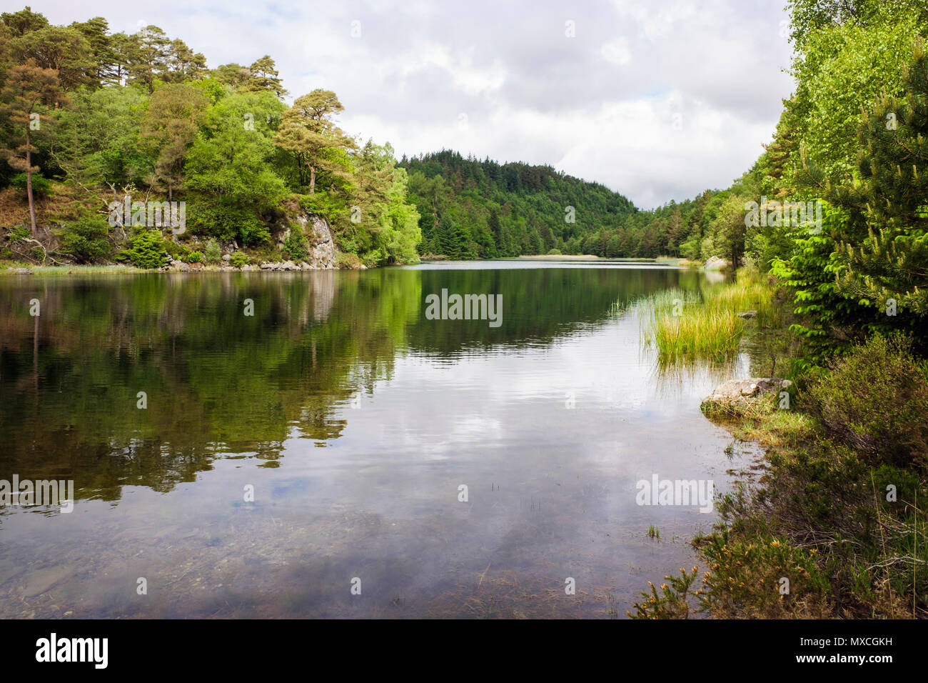 Trees reflected in clear still waters of Llyn y Parc lake in Gwydyr ...