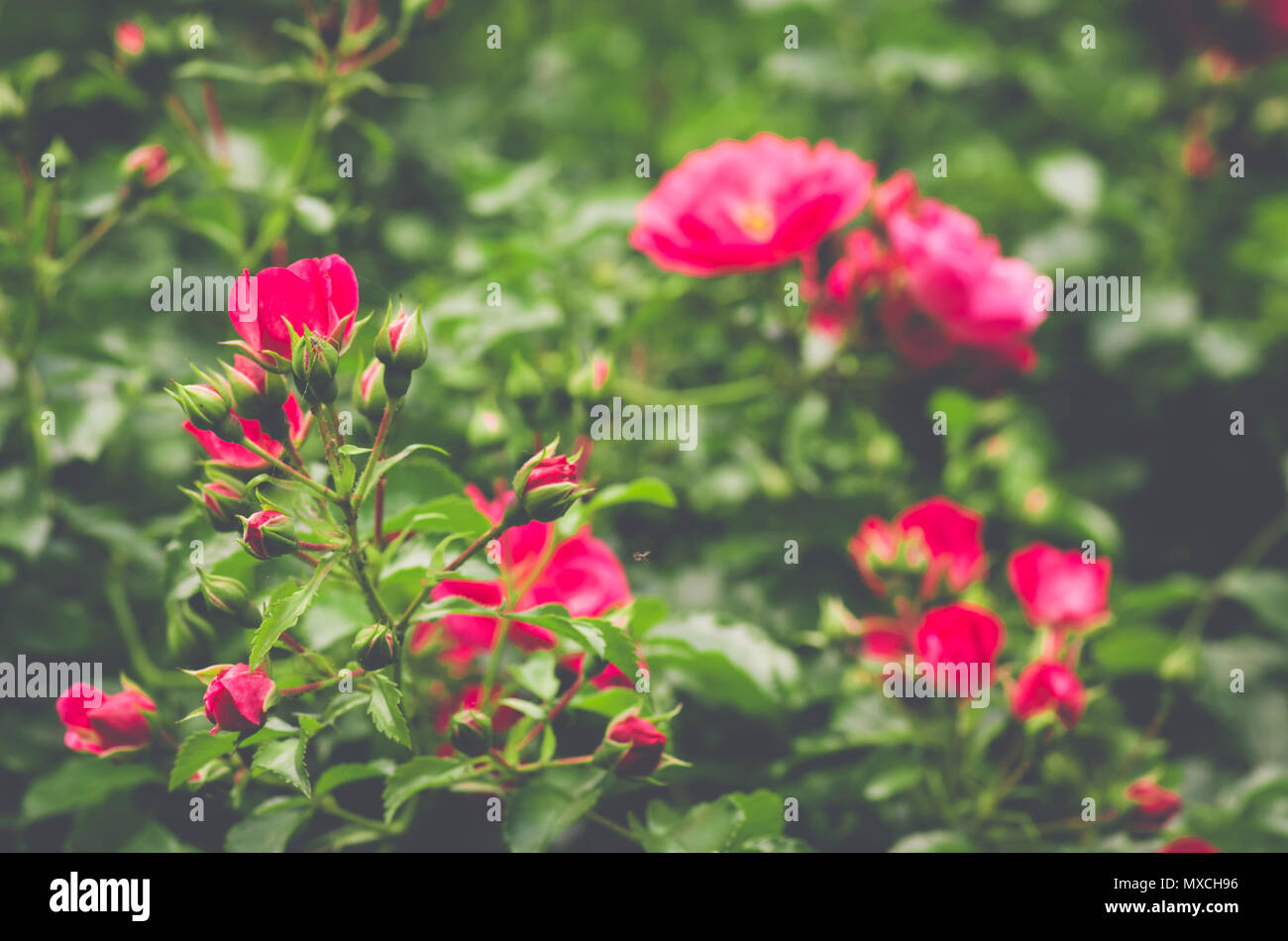 rose flowering bush seasonal backdrop Stock Photo - Alamy