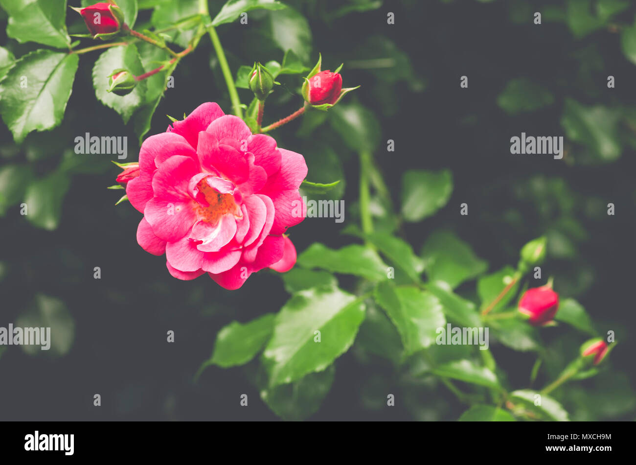 rose flowering bush seasonal backdrop Stock Photo - Alamy