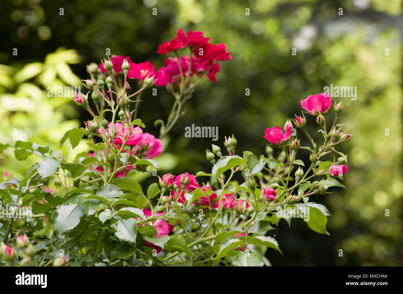 rose flowering bush seasonal backdrop Stock Photo - Alamy