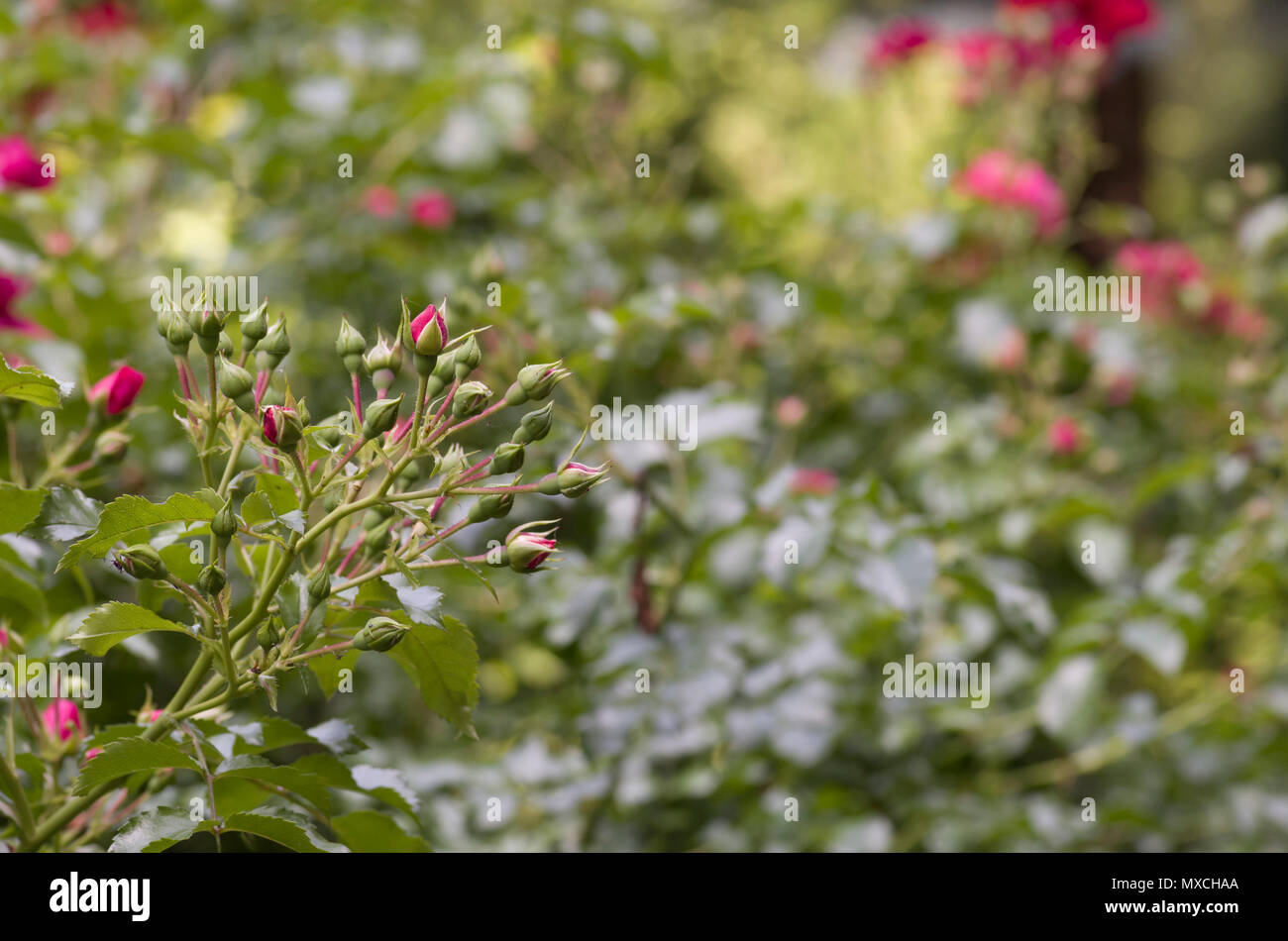 rose flowering bush seasonal backdrop Stock Photo - Alamy