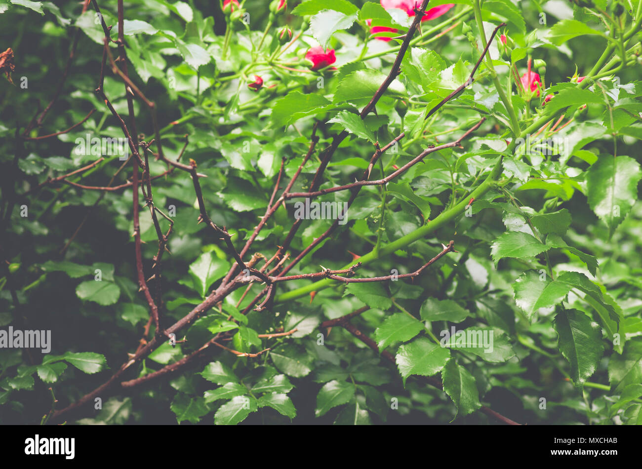 rose flowering bush seasonal backdrop Stock Photo - Alamy