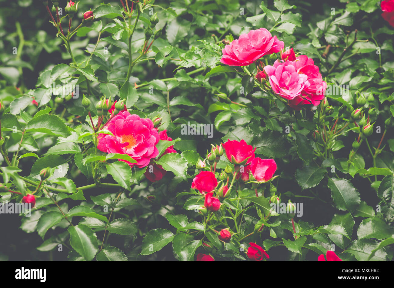 rose flowering bush seasonal backdrop Stock Photo - Alamy