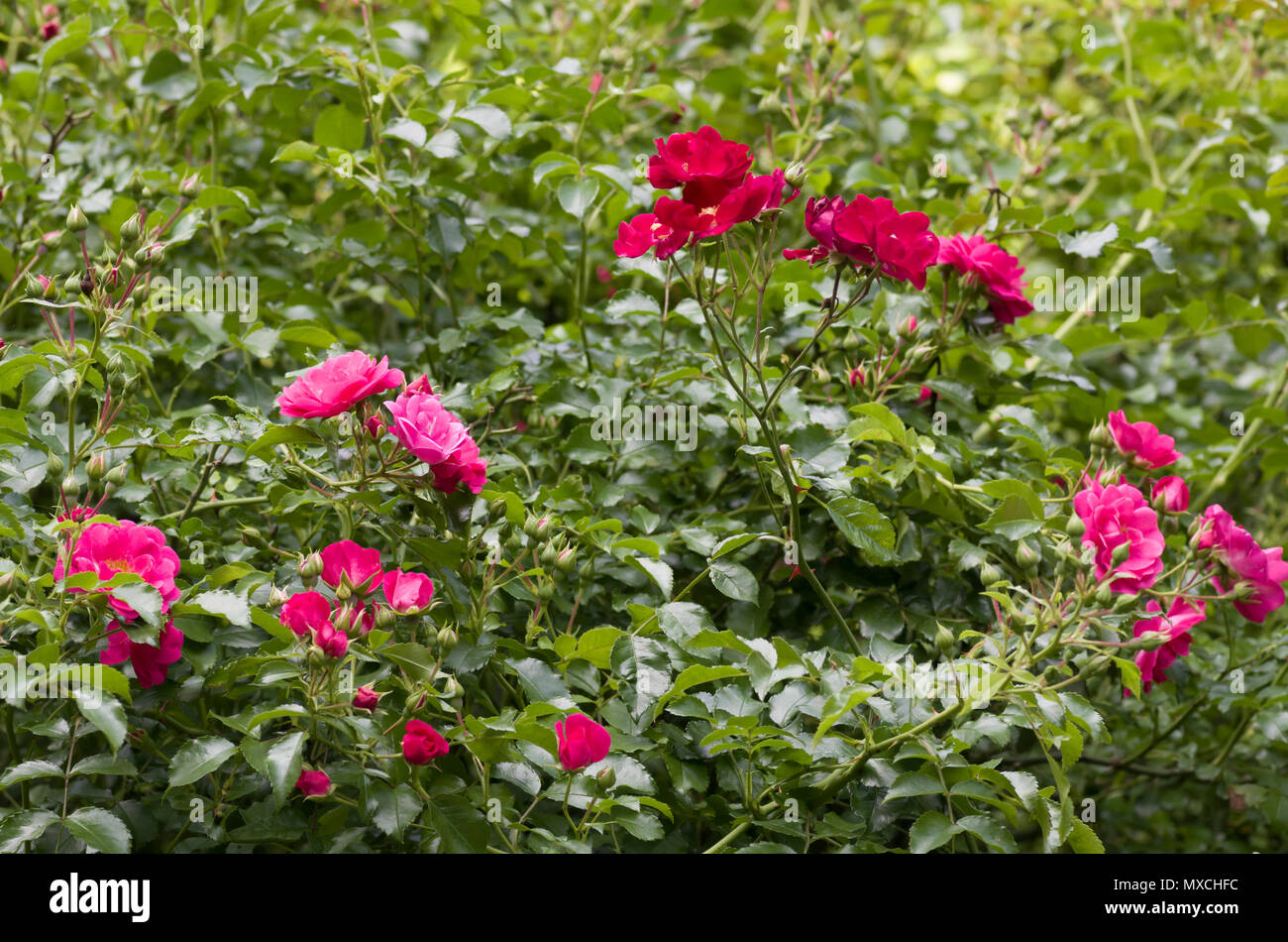 rose flowering bush seasonal backdrop Stock Photo - Alamy