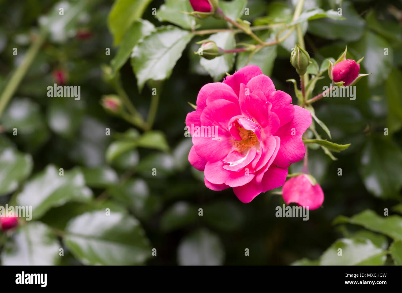 rose flowering bush seasonal backdrop Stock Photo - Alamy