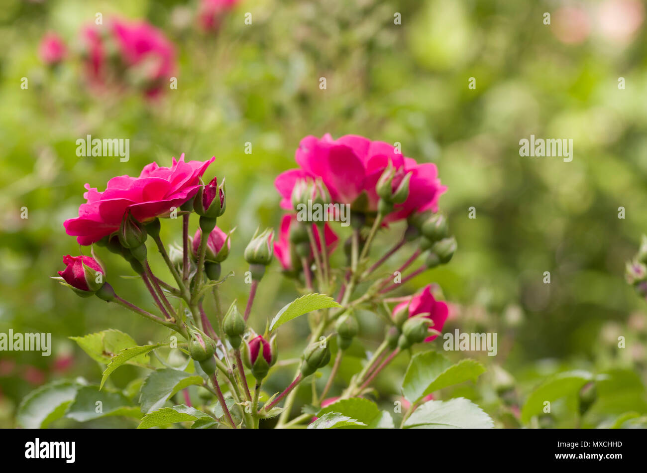 rose flowering bush seasonal backdrop Stock Photo - Alamy