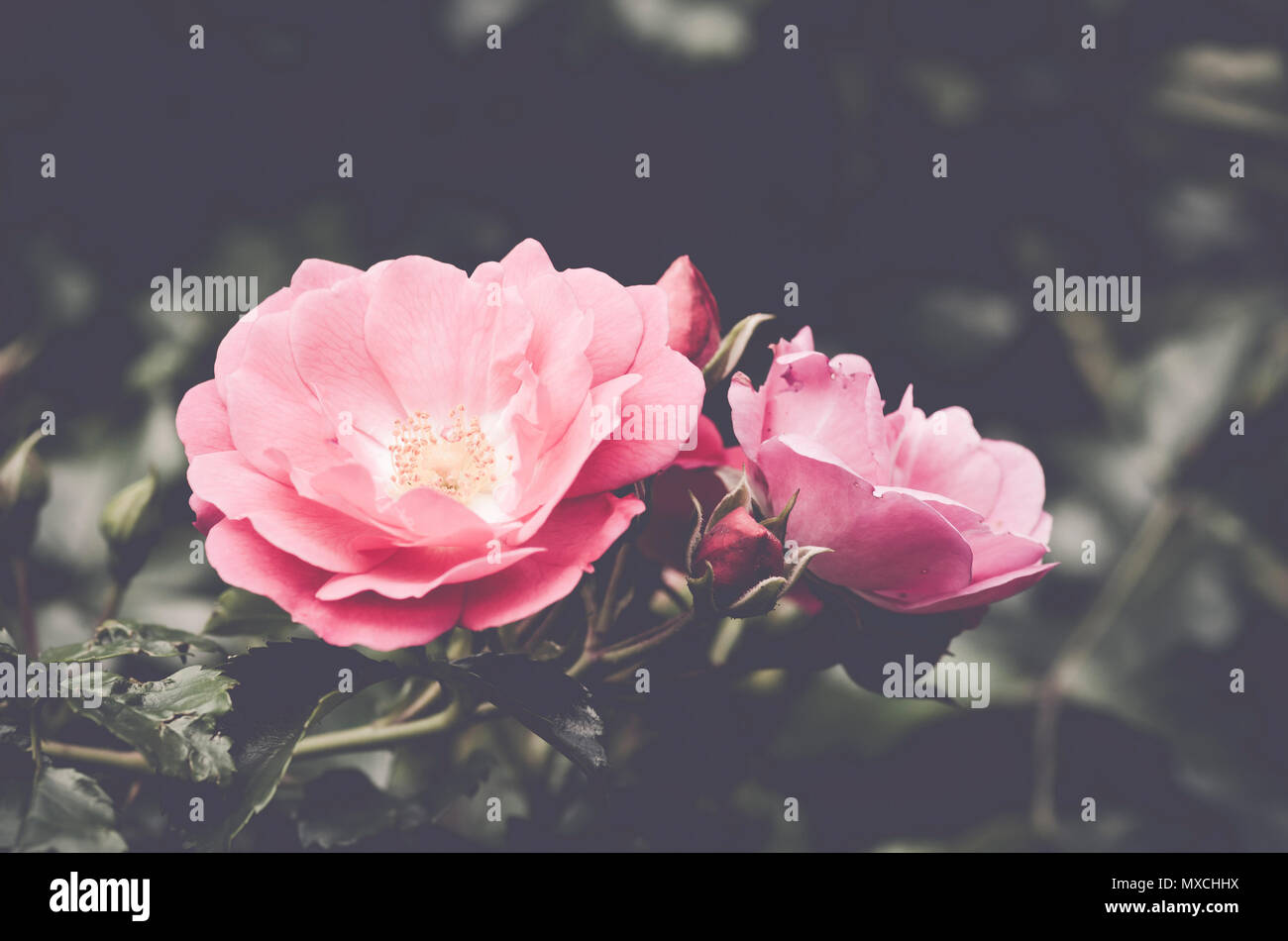 rose flowering bush seasonal backdrop Stock Photo - Alamy