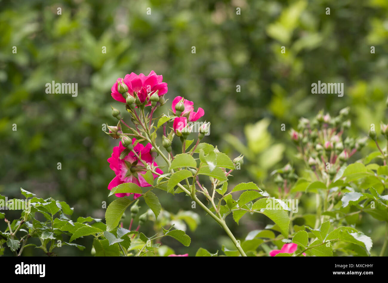 rose flowering bush seasonal backdrop Stock Photo - Alamy