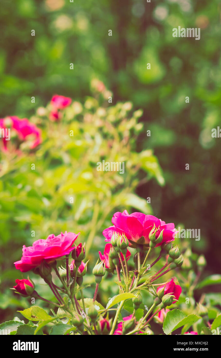 rose flowering bush seasonal backdrop Stock Photo - Alamy