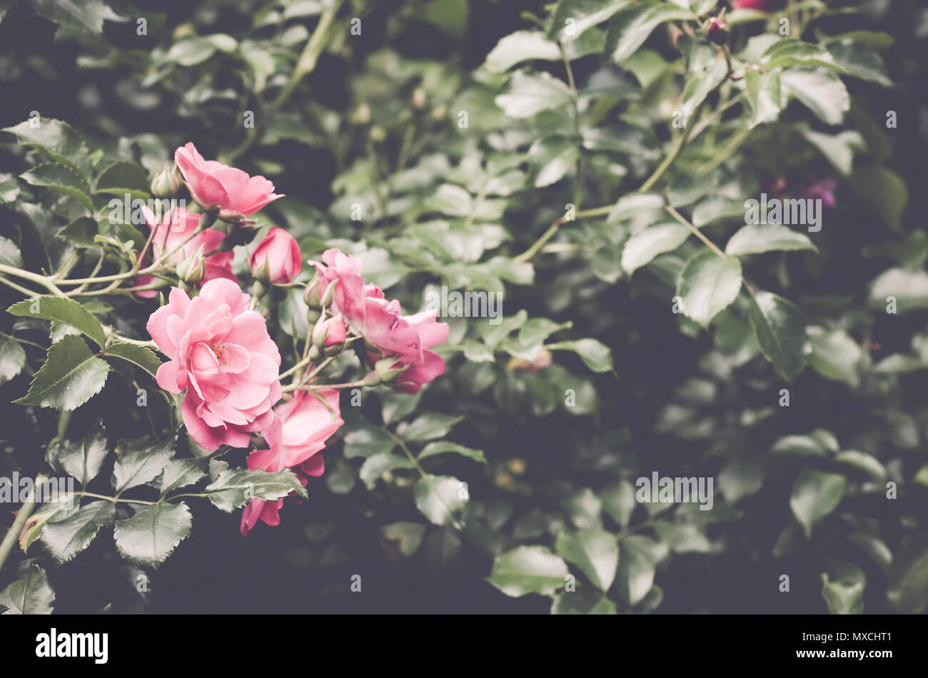rose flowering bush seasonal backdrop Stock Photo - Alamy