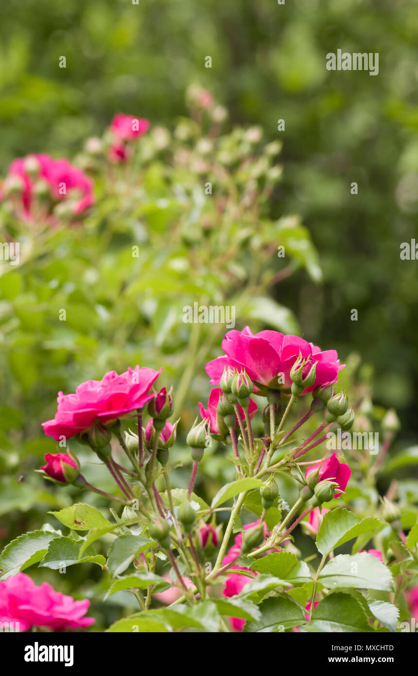 rose flowering bush seasonal backdrop Stock Photo - Alamy