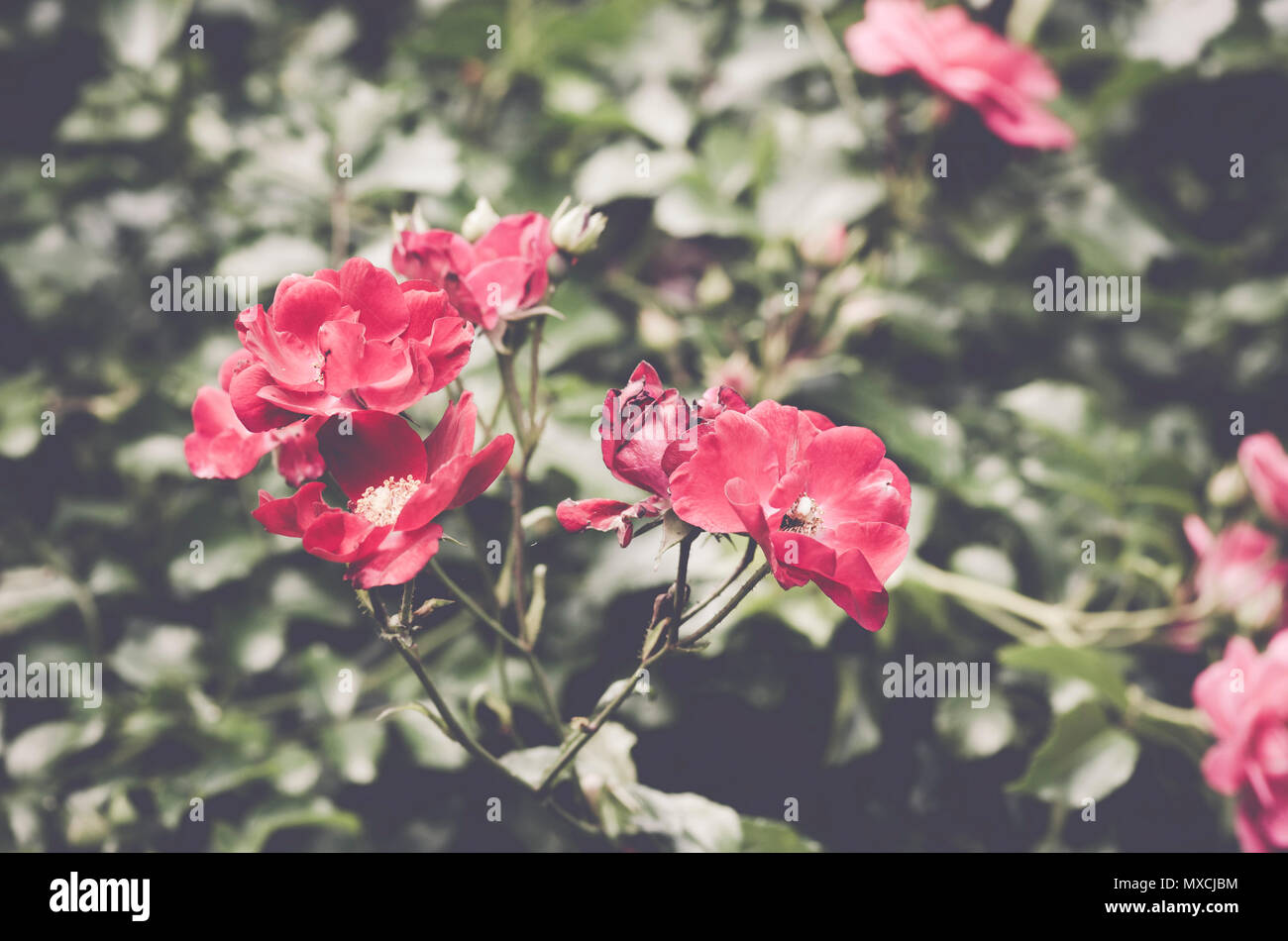 rose flowering bush seasonal backdrop Stock Photo - Alamy