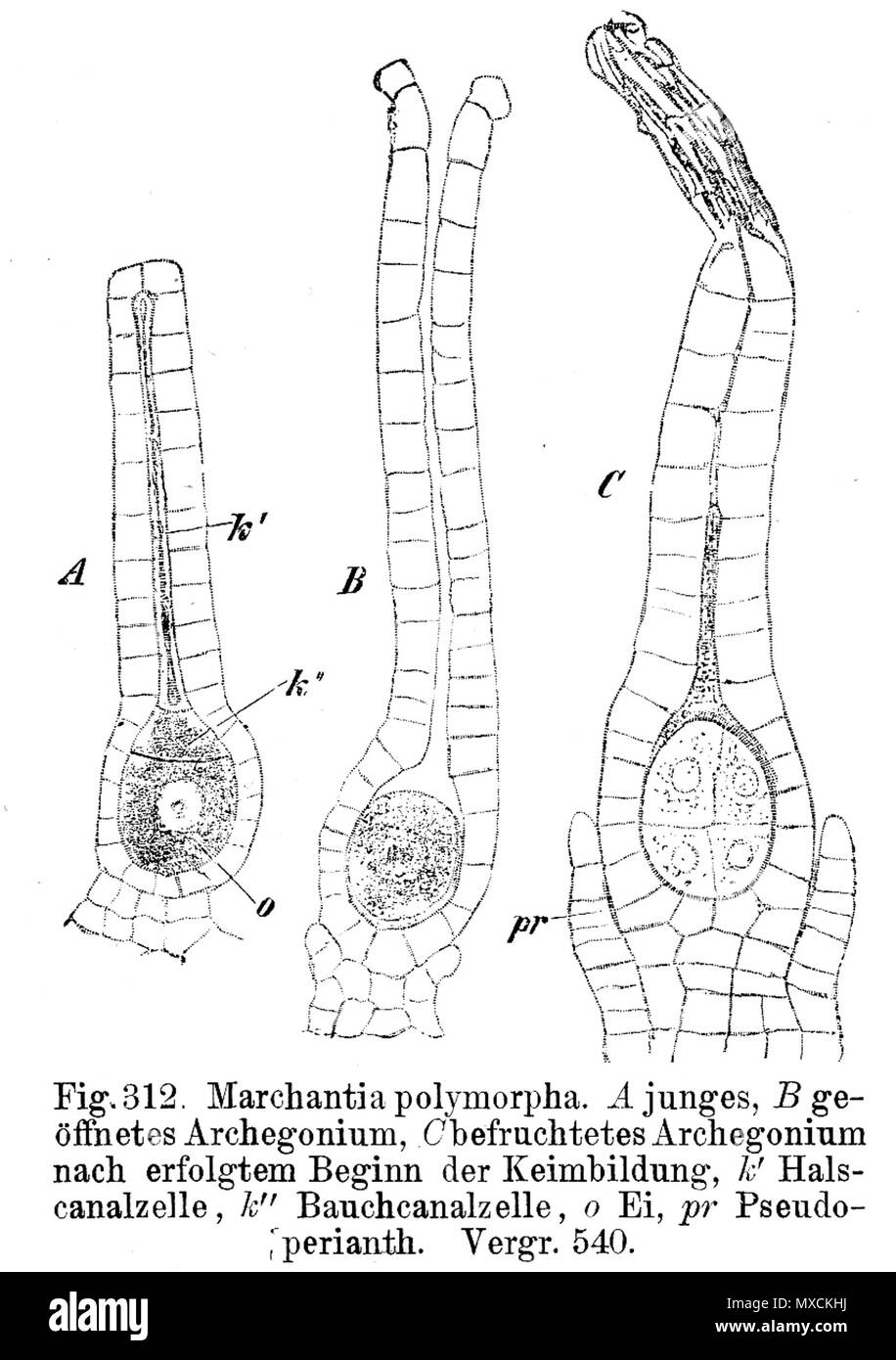 Marchantia Labeled