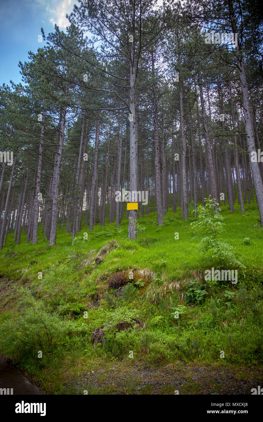 pine tree forest, dramatic scene Stock Photo - Alamy