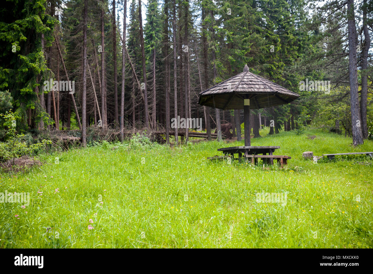 place to rest in the woods with green grass Stock Photo - Alamy