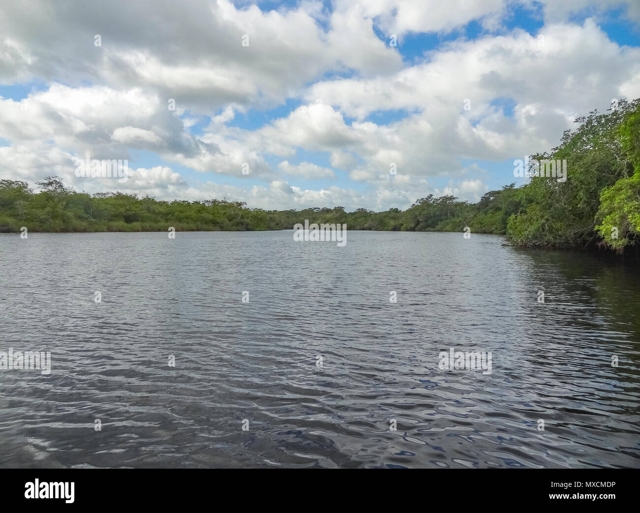 riparian scenery at New River in Belize in Central America Stock Photo ...