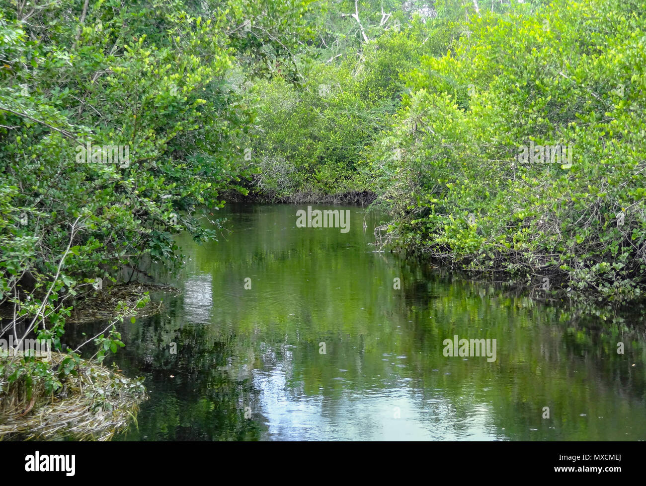 riparian scenery at New River in Belize in Central America Stock Photo ...