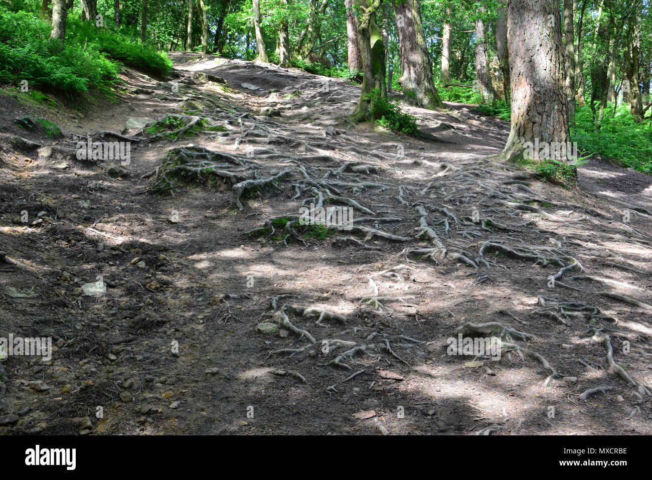 Exposed tree roots on Leith hill in Surrey Stock Photo - Alamy