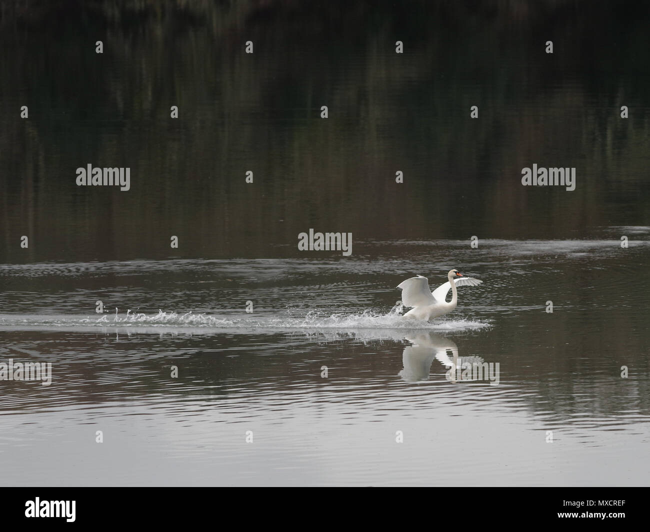 A swan, it's reflection in the water as it comes into land, with it's ...