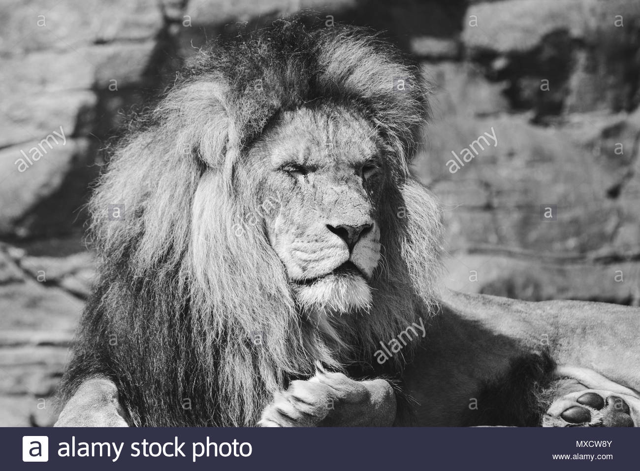 Lonely Lion Stock Photos & Lonely Lion Stock Images - Alamy