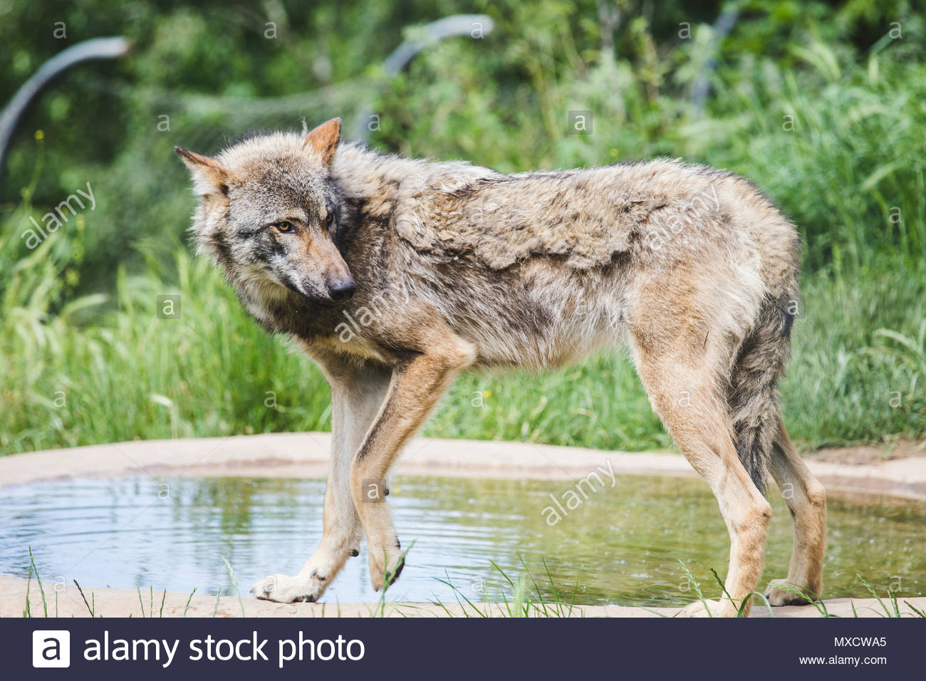Wolf Pack Hunting Stock Photos & Wolf Pack Hunting Stock Images - Alamy
