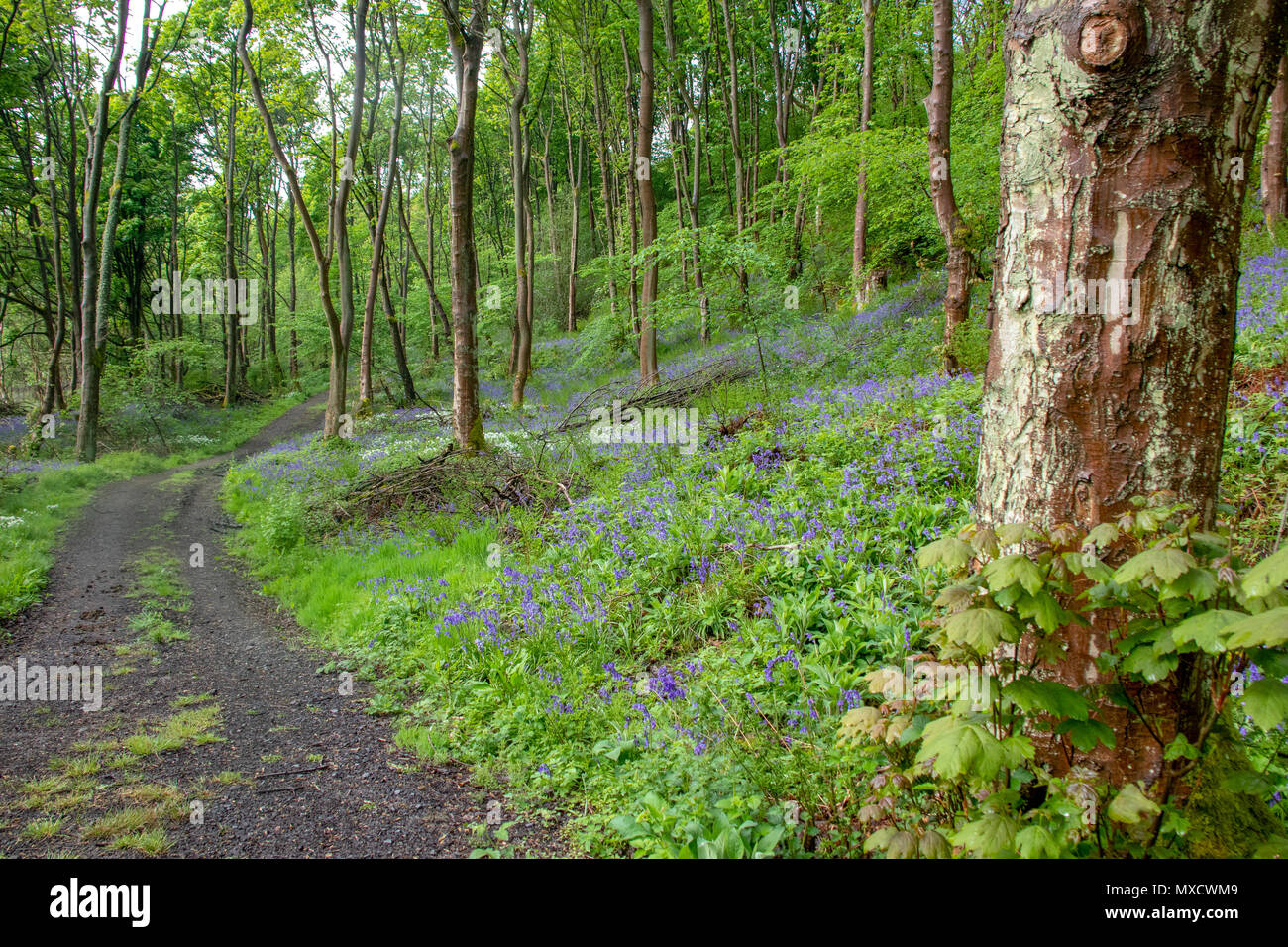 English spring countryside hi-res stock photography and images - Alamy