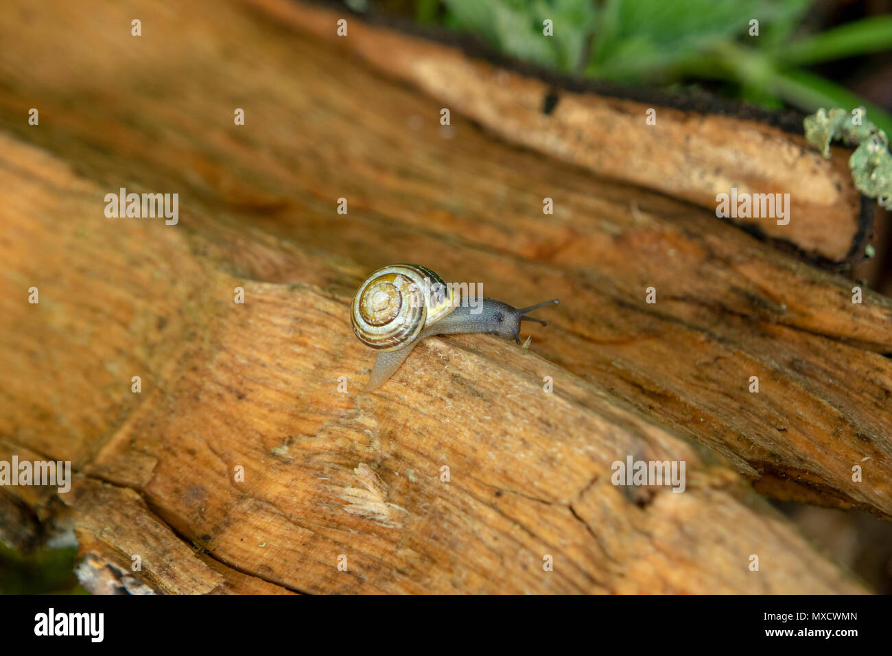 Crystal snail on log Stock Photo - Alamy