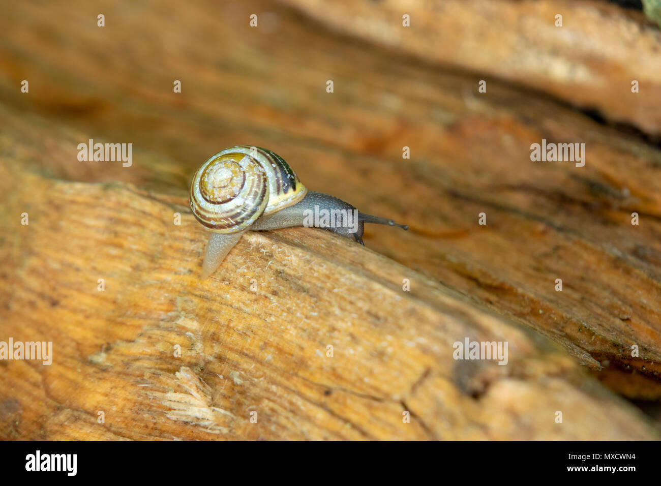 Crystal snail on log Stock Photo - Alamy