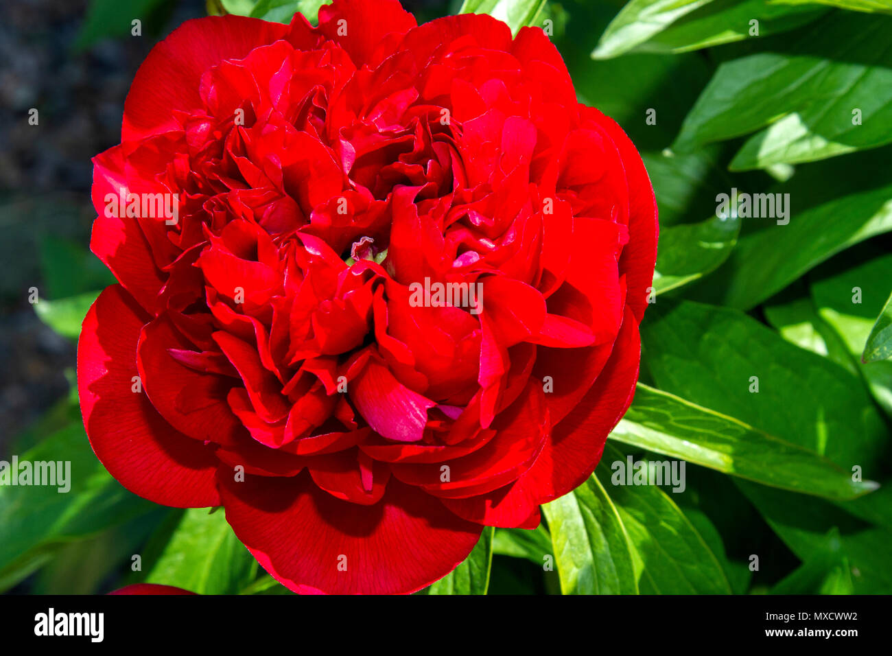 English peony hi-res stock photography and images - Alamy