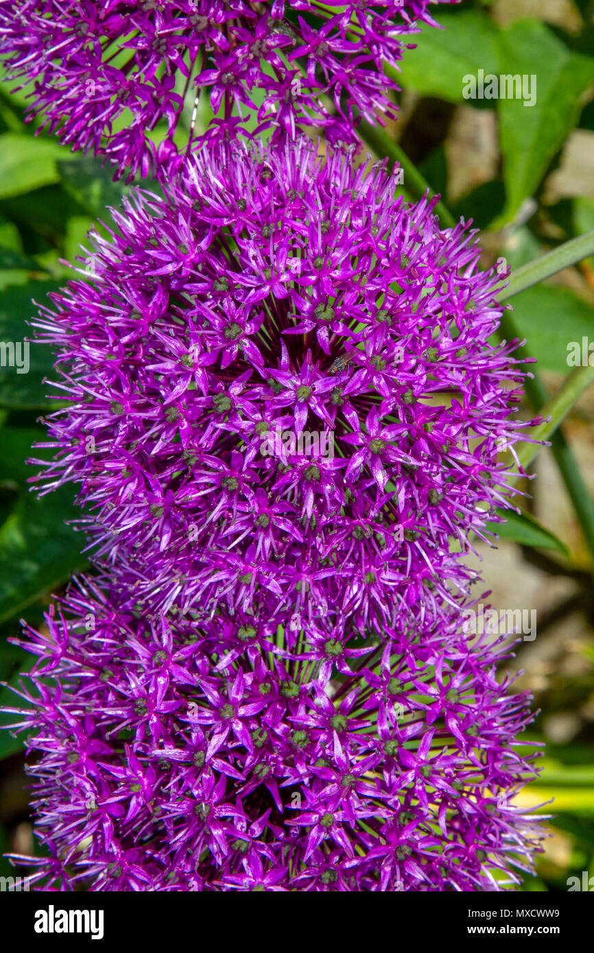 Allium plants hi-res stock photography and images - Alamy