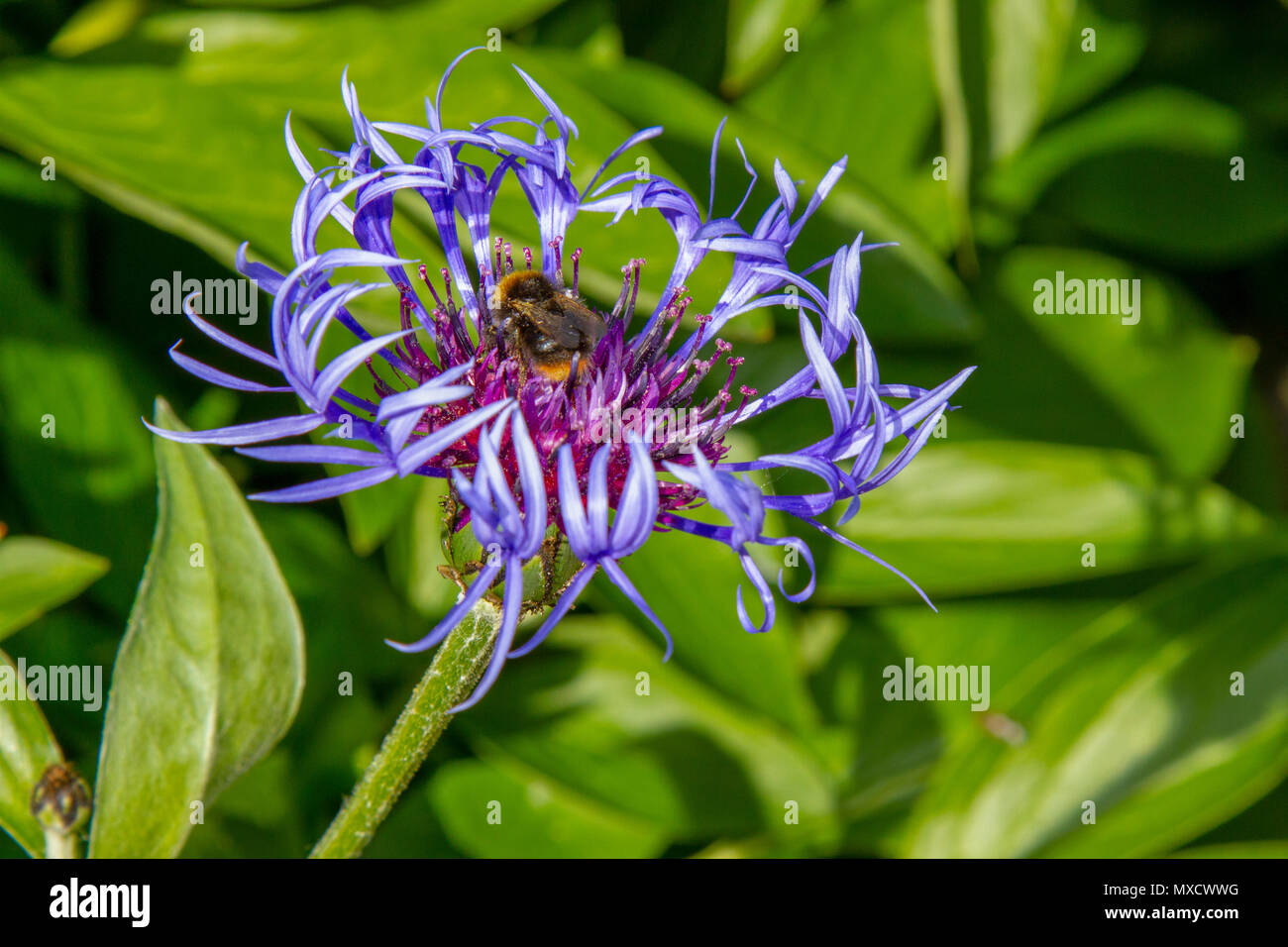 Cornflower bee hi-res stock photography and images - Alamy