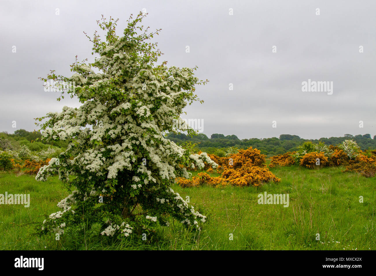 Yellow hawthorn hi-res stock photography and images - Alamy