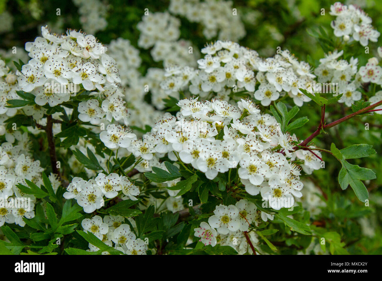 Hawthorn (May) blossom Stock Photo - Alamy