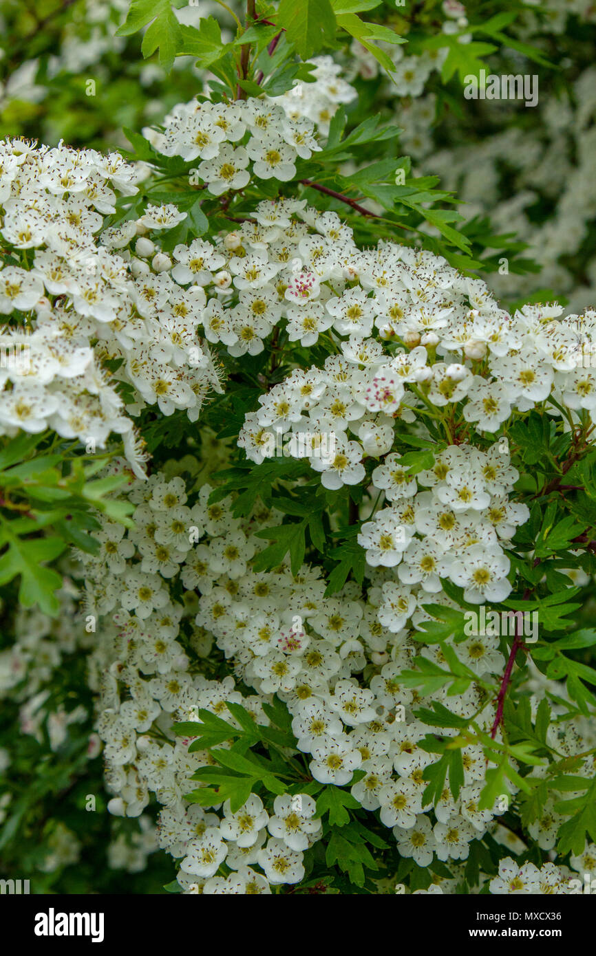 Hawthorn (May) blossom Stock Photo - Alamy