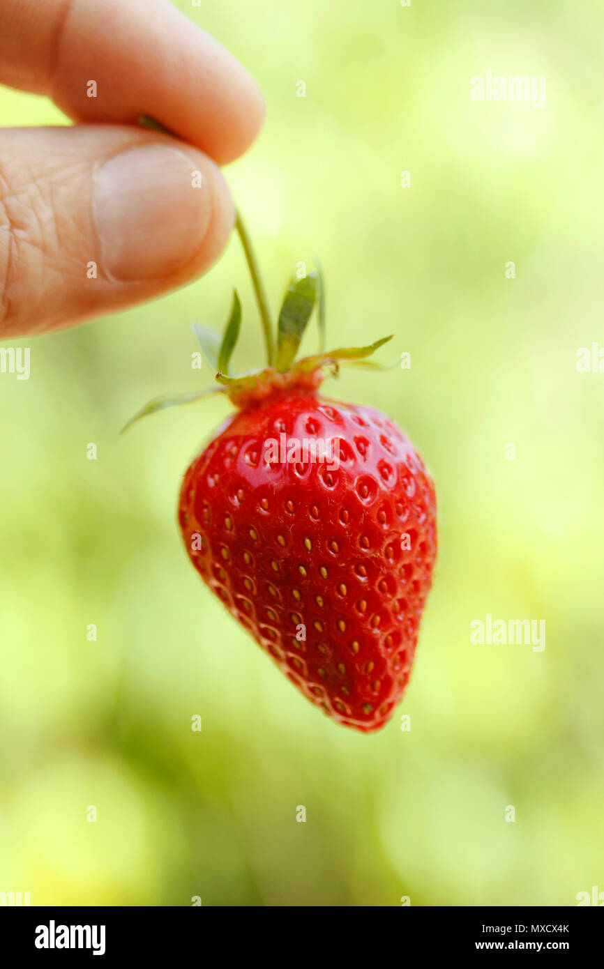 Hand fingers holding strawberry hi-res stock photography and images - Alamy