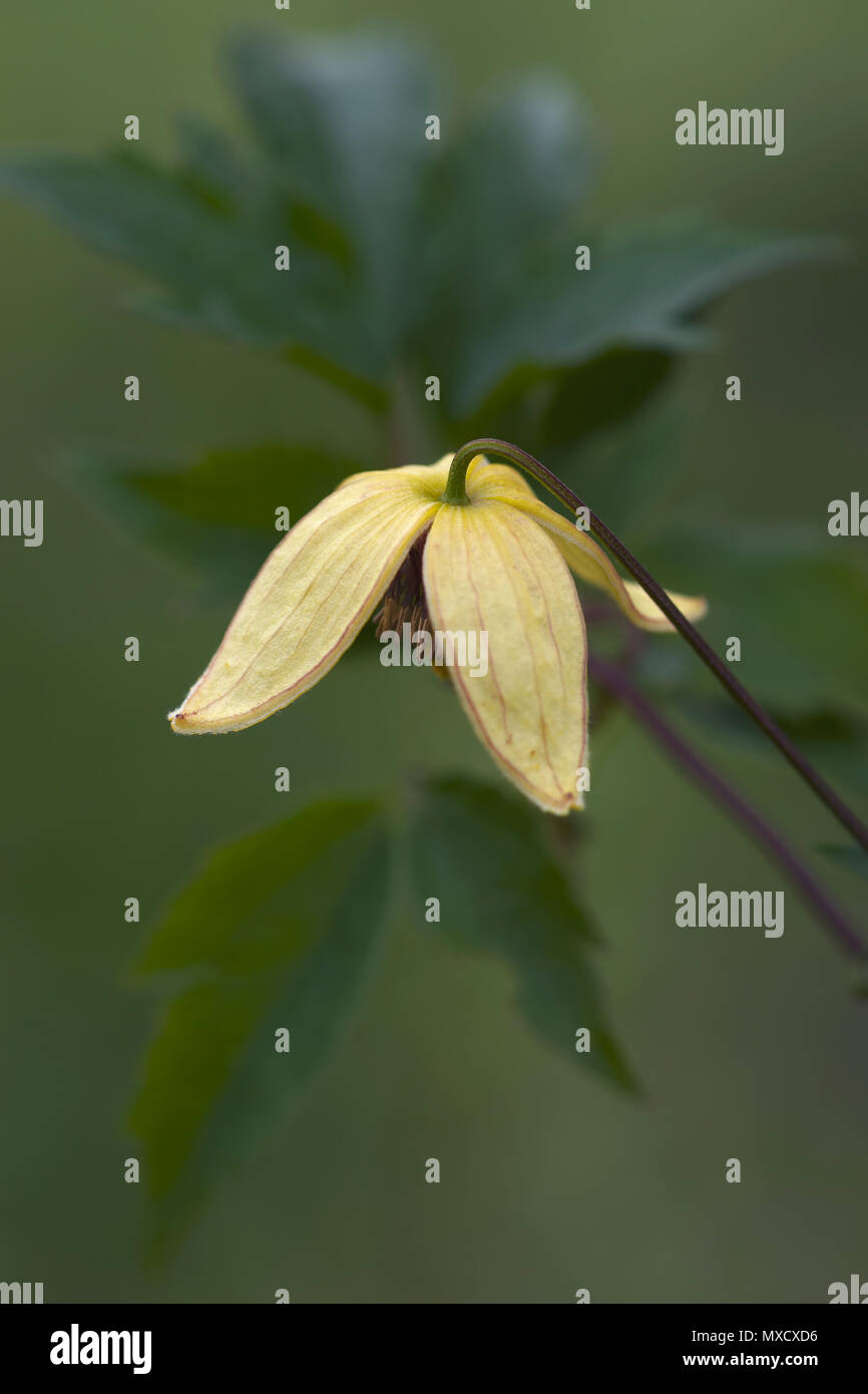 Korean clematis (Clematis serratifolia). Known also as Yellow Clematis ...
