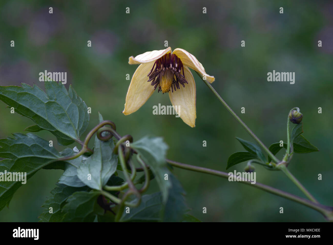 Korean clematis (Clematis serratifolia). Known also as Yellow Clematis ...